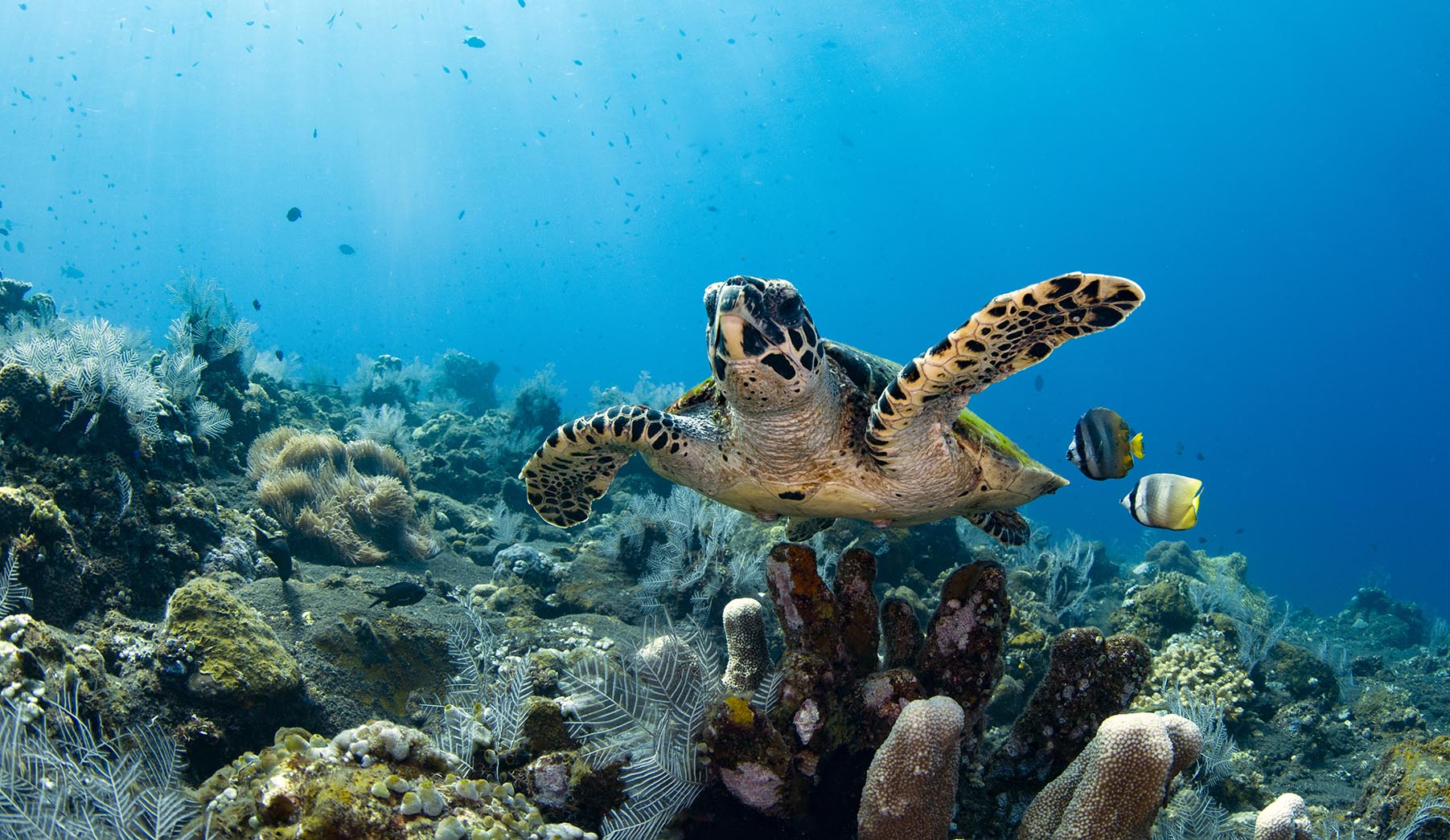 ABOUT US - martec cancarriers